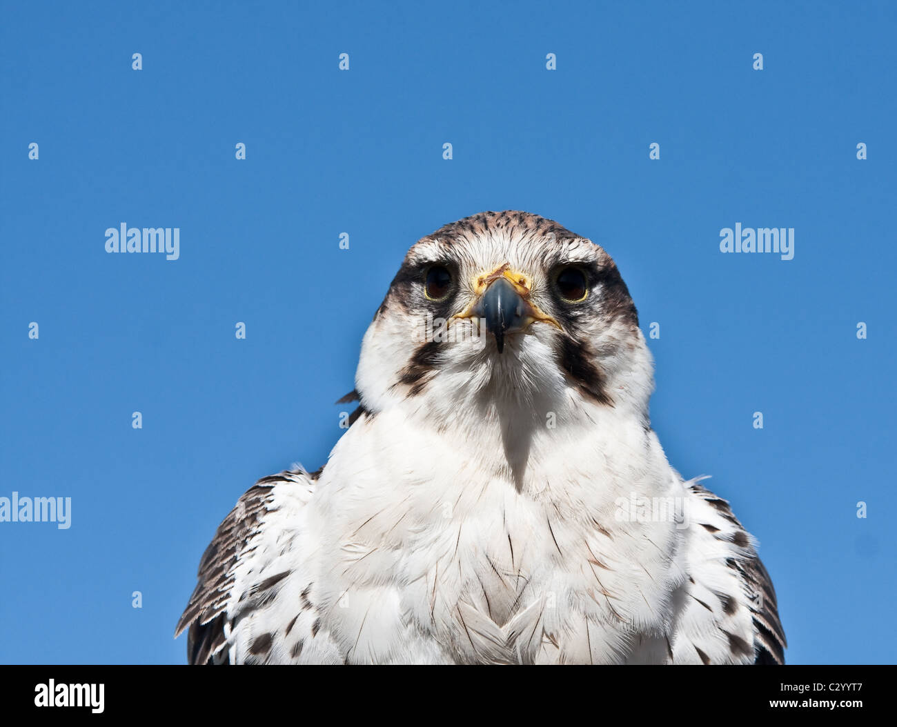 A Lugger Falcon Stock Photo - Alamy