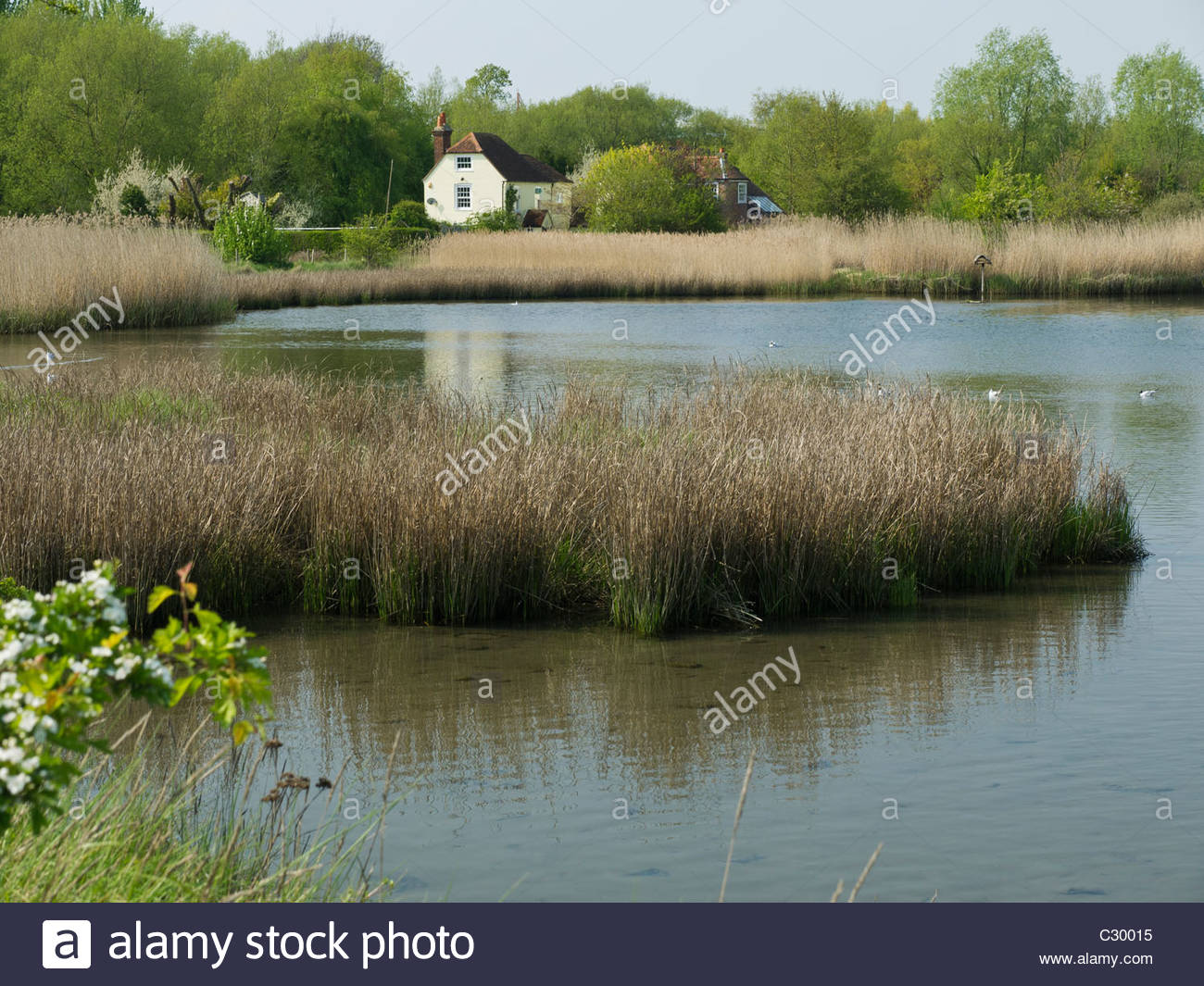 Village Pond Stock Photos & Village Pond Stock Images - Alamy