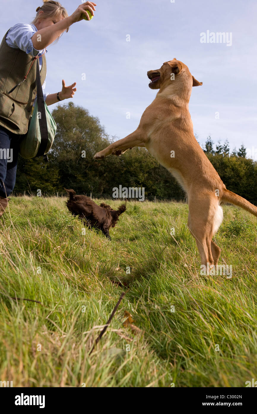 Dogs being trained Stock Photo - Alamy