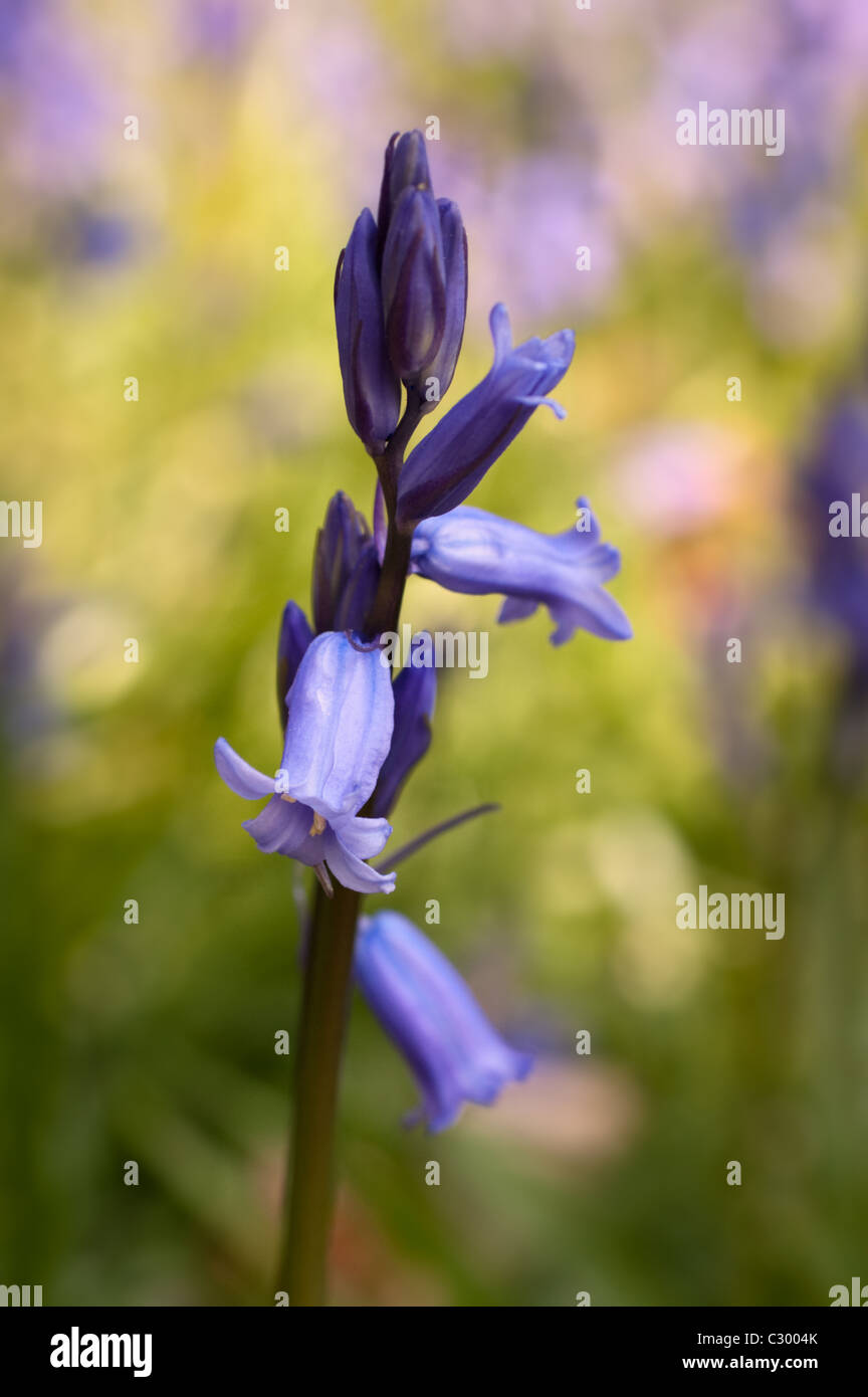 Basal lobes hi-res stock photography and images - Alamy