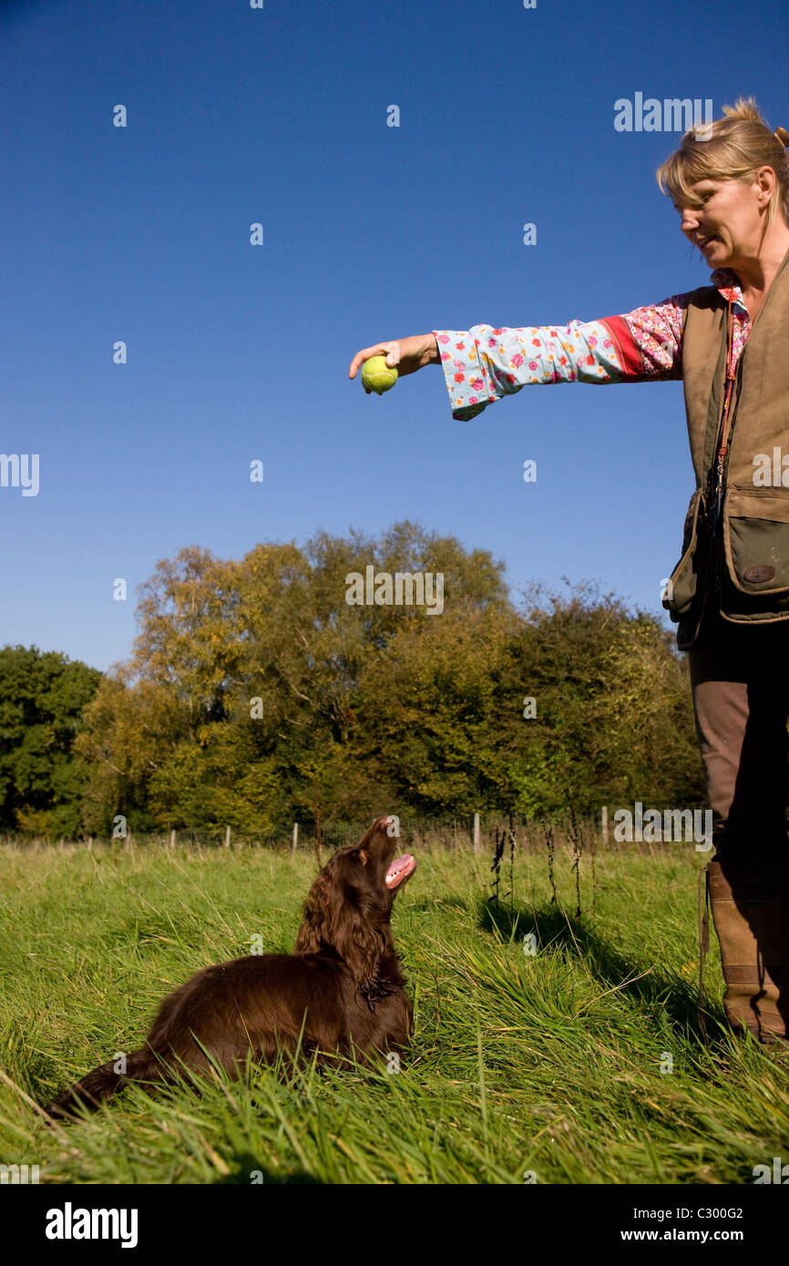 Training spaniel hi-res stock photography and images - Alamy