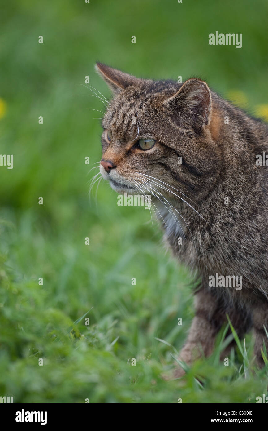 Scottish wildcats hi-res stock photography and images - Alamy