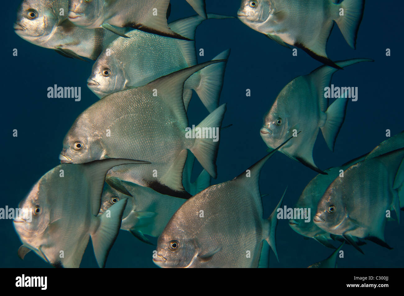 Chaetodipterus faber bony fishes osteichthyes marine life spadefishes ...