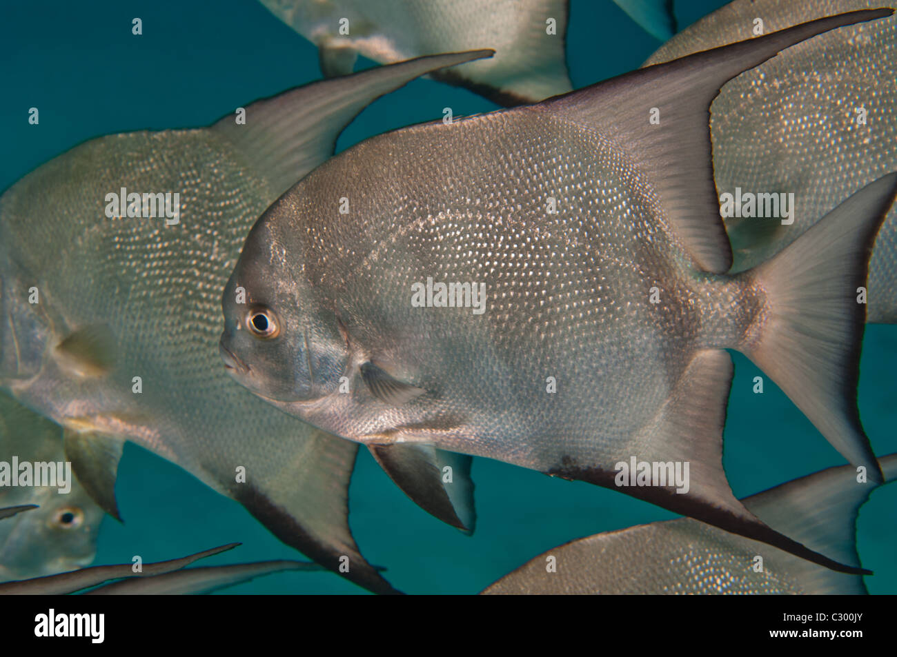 Chaetodipterus Faber High Resolution Stock Photography and Images - Alamy