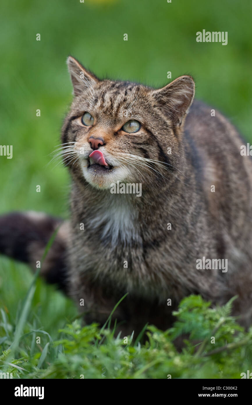 Rare scottish wildcats hi-res stock photography and images - Alamy