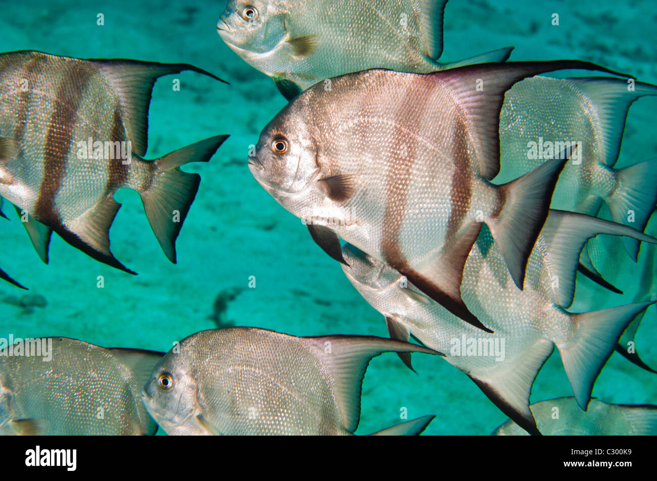 Spadefish hi-res stock photography and images - Alamy