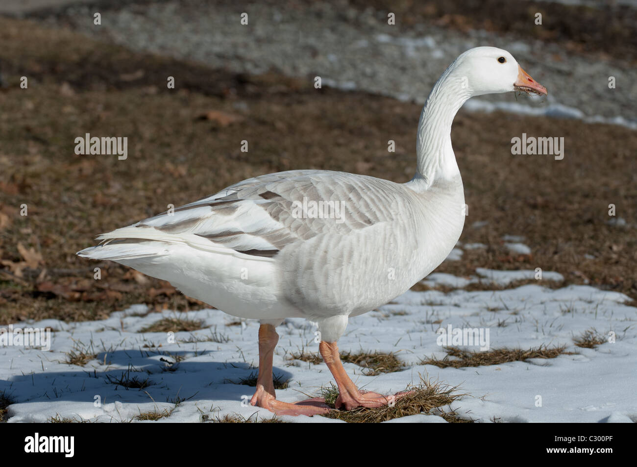 Snow Geese appear to be Canada geese without any dark colouring to the ...