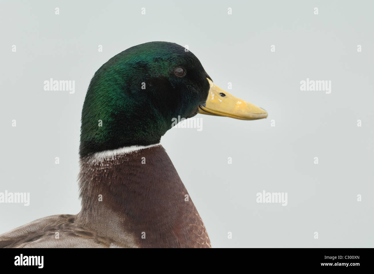 Mallard duck head hi-res stock photography and images - Alamy