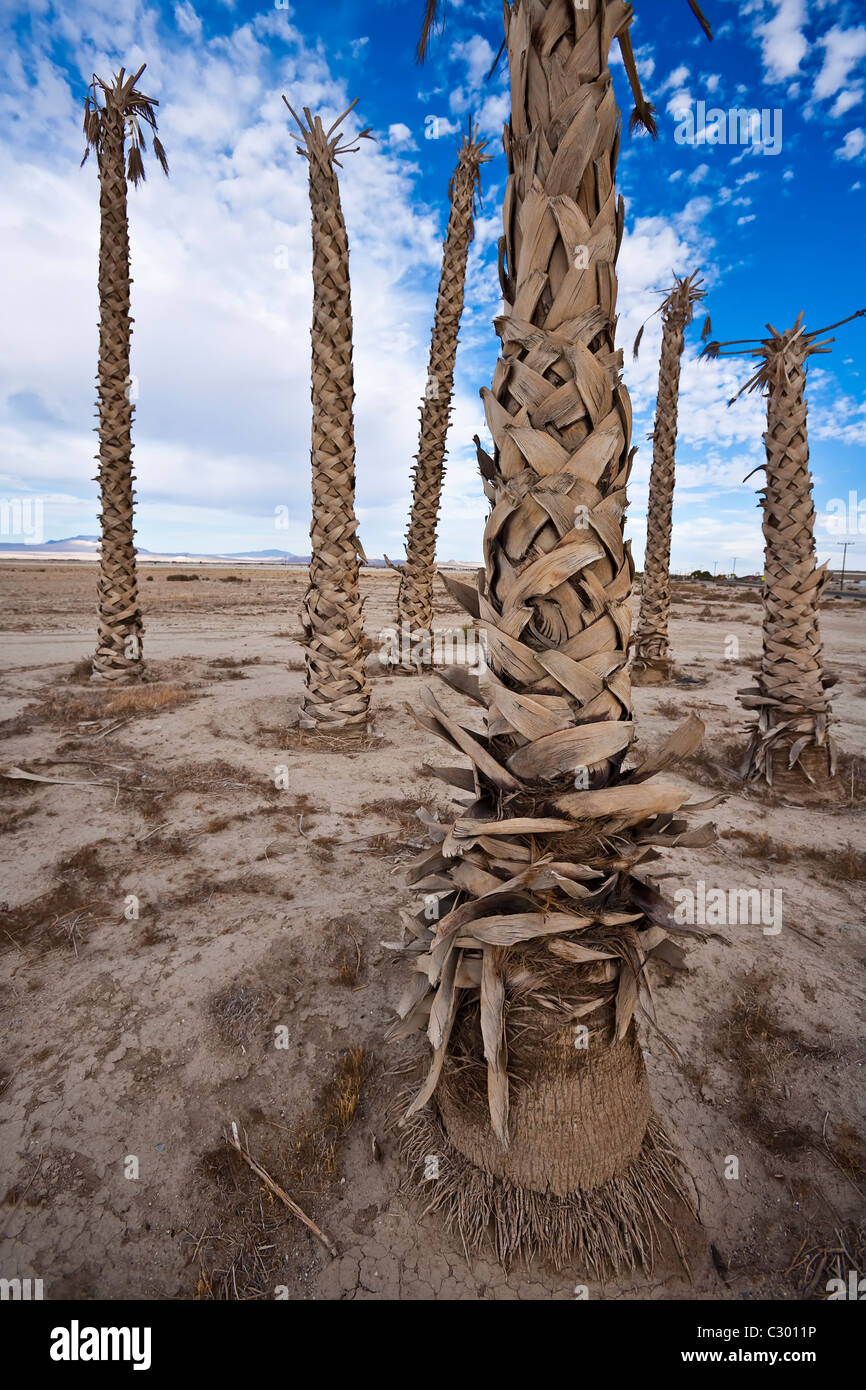 Dried and wilted, a grove of palm trees stand decimated by drought ...