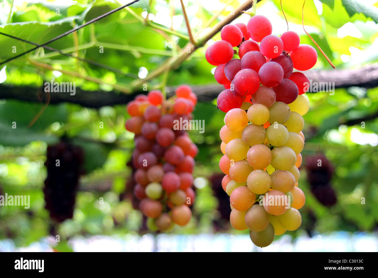 color grape vines Stock Photo - Alamy