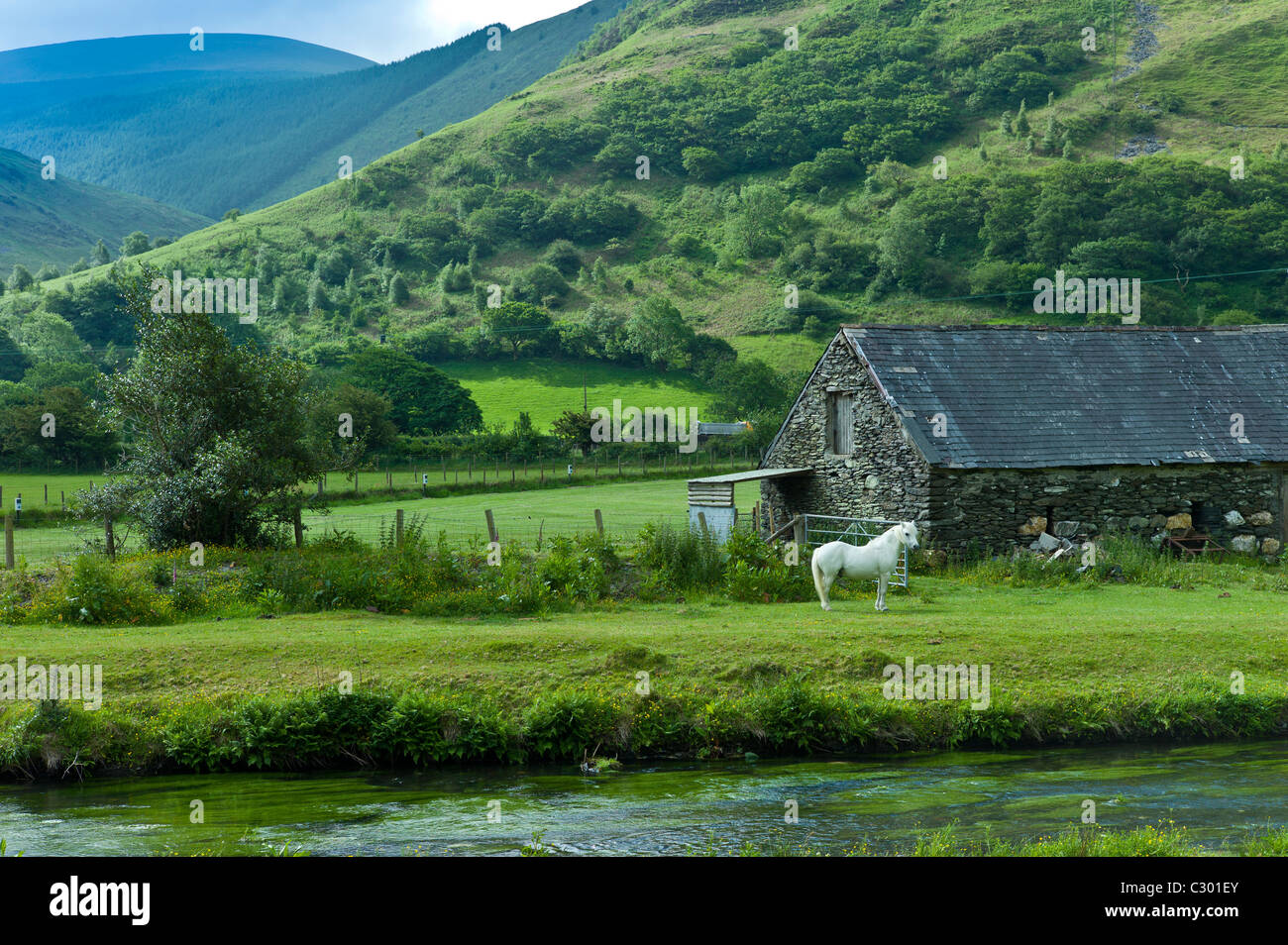 Welsh pony in typical Welsh mountain landscape at Abergynolwyn in ...