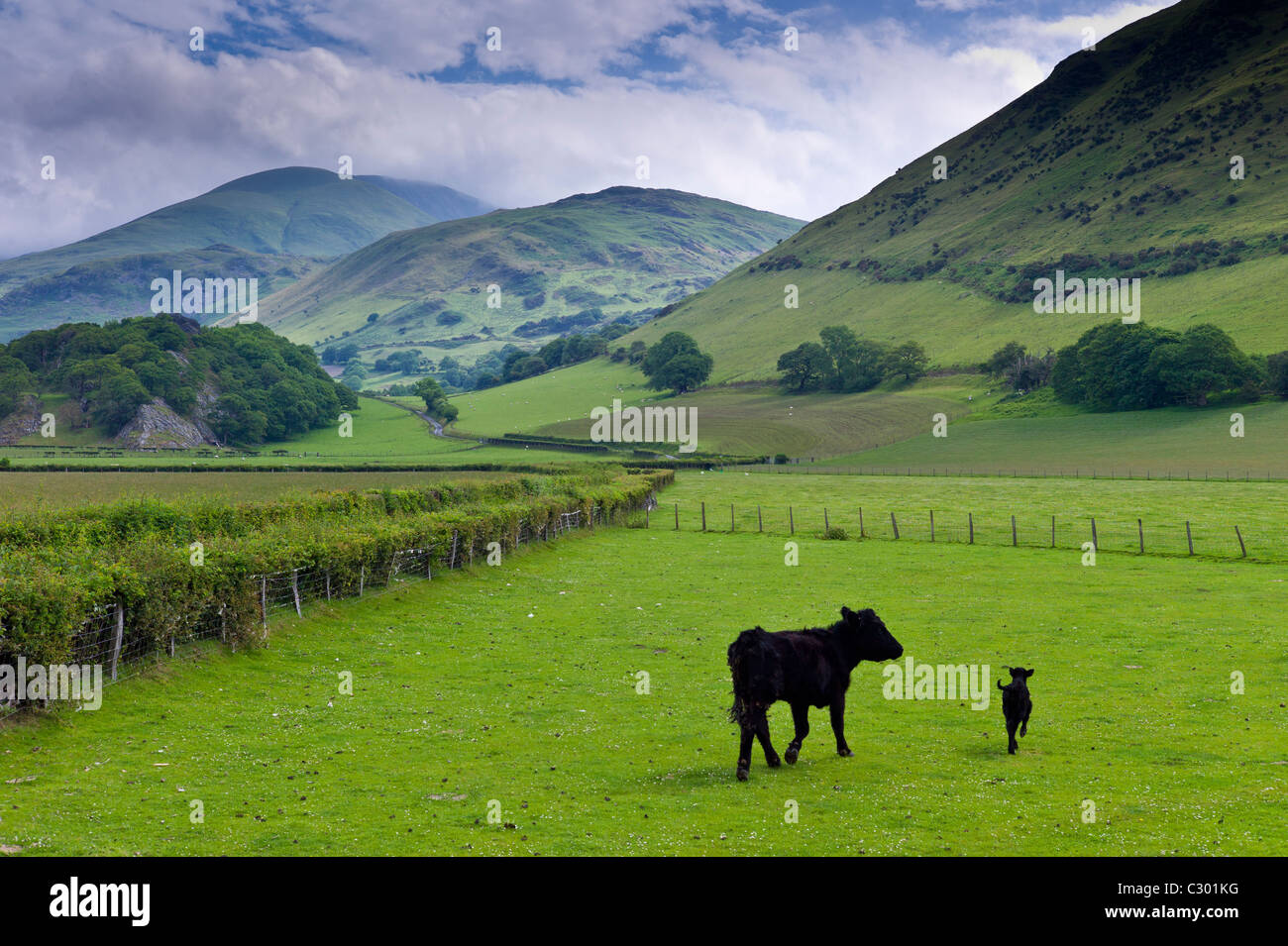 Welsh black cow and calf in valley meadow at Llanfihangel, Snowdonia ...