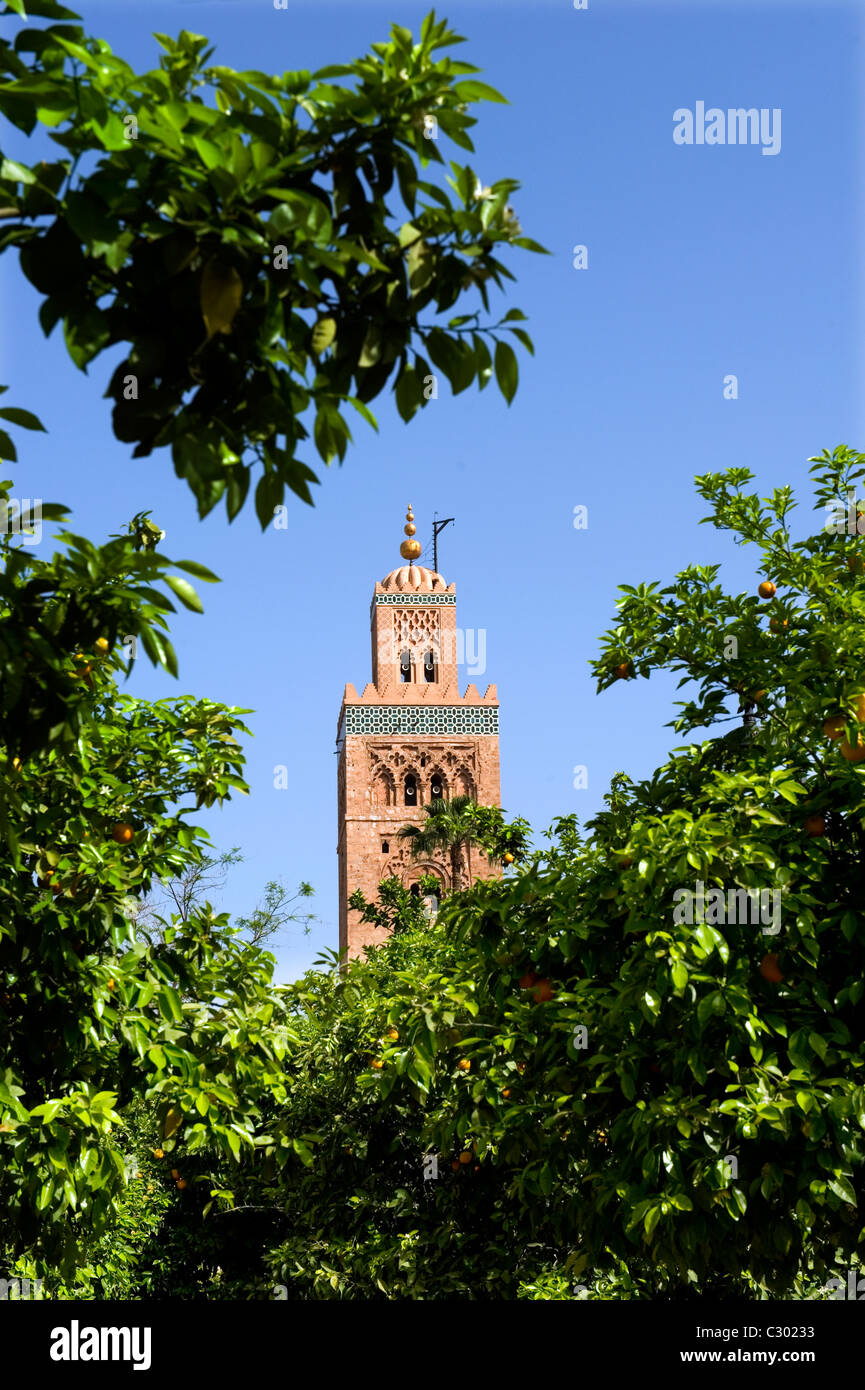 Orange trees in marrakech hi-res stock photography and images - Alamy