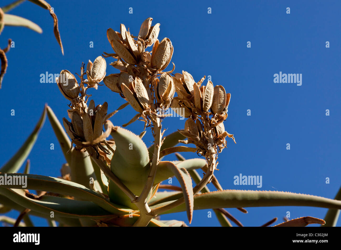 The Kokerboom or Quiver Tree (Aloe dichotoma) in the arid northeastern ...