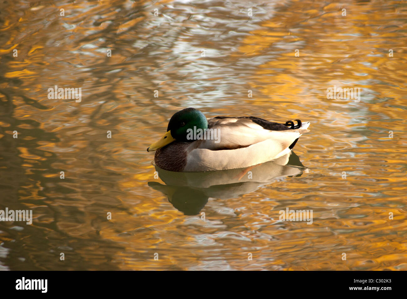 Swimming duck with hi-res stock photography and images - Alamy