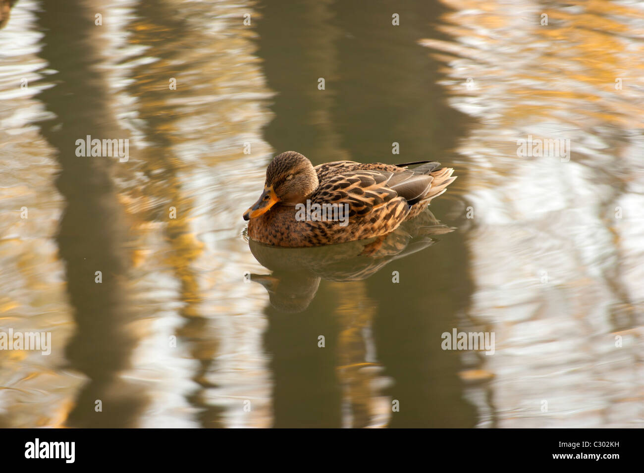 Swimming duck with hi-res stock photography and images - Alamy