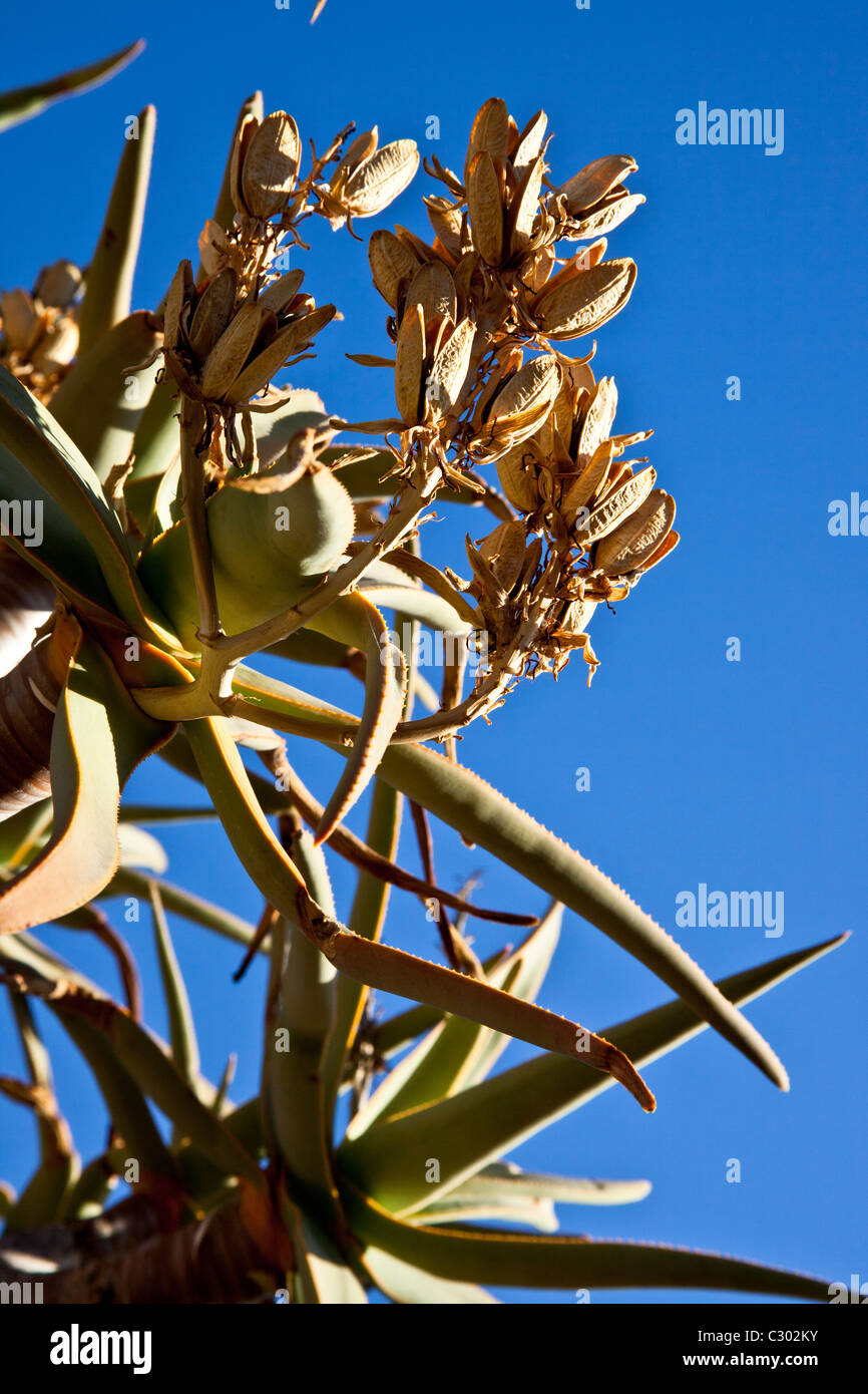 The Kokerboom or Quiver Tree (Aloe dichotoma) in the arid northeastern ...