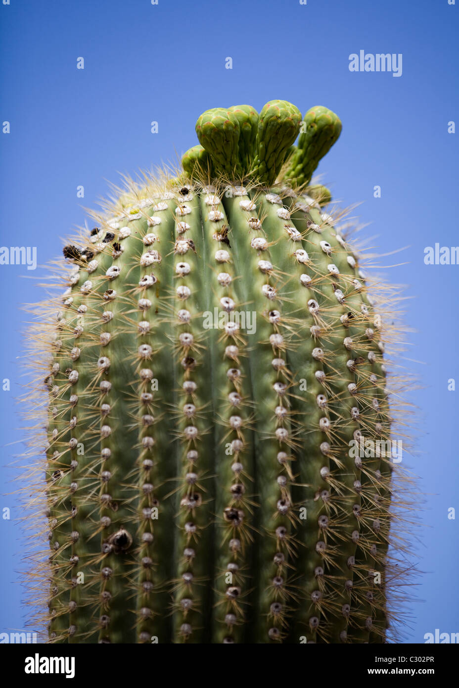 Saguaro cactus bloom buds in spring - Saguaro National Park, Arizona ...
