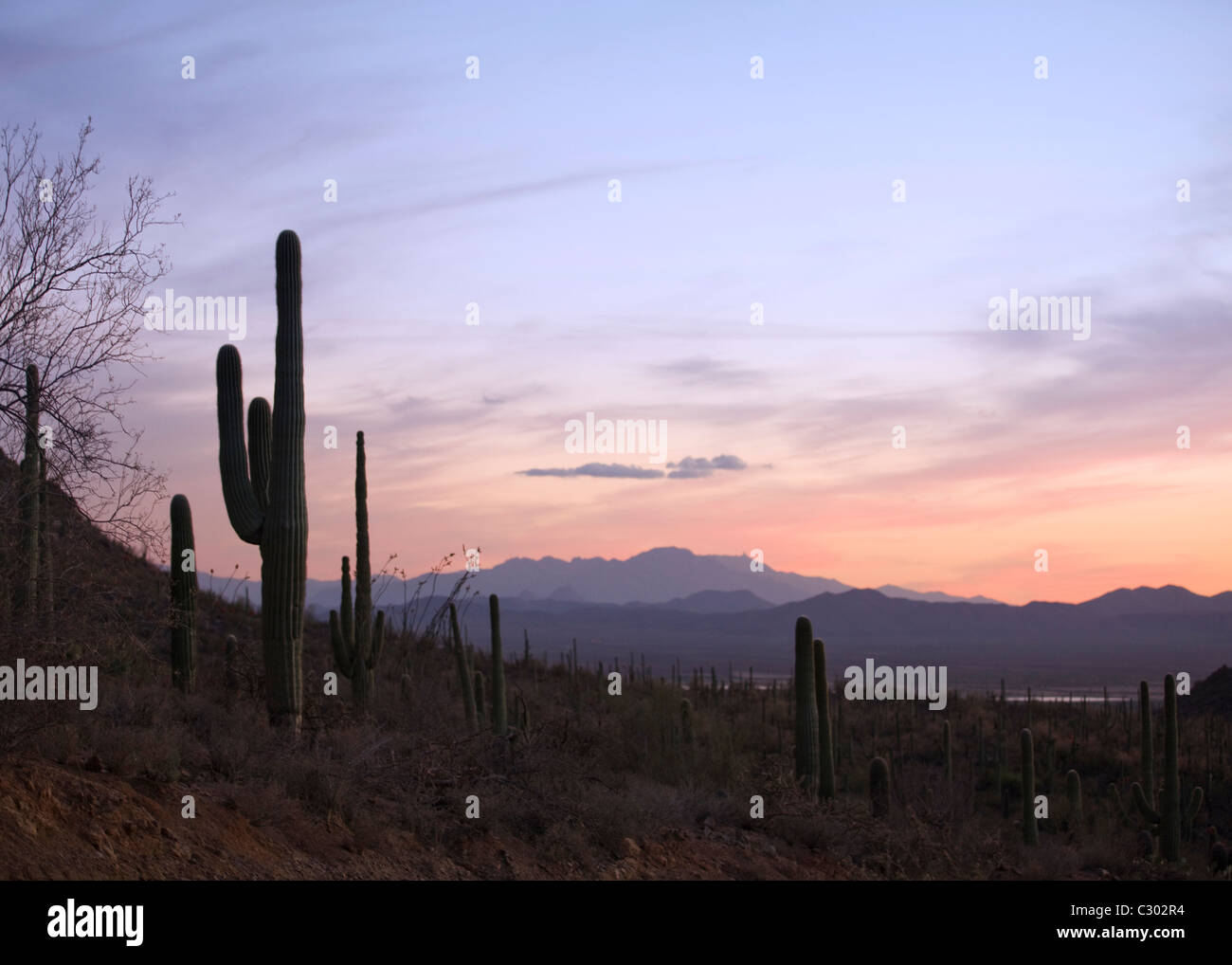 Saguaro cactus field - Saguaro National Park, Arizona USA Stock Photo ...