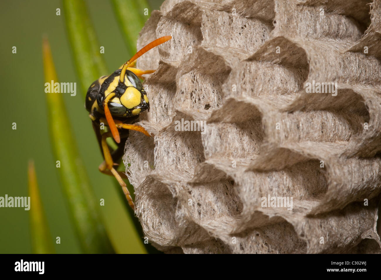 Arthropod paper hi-res stock photography and images - Alamy