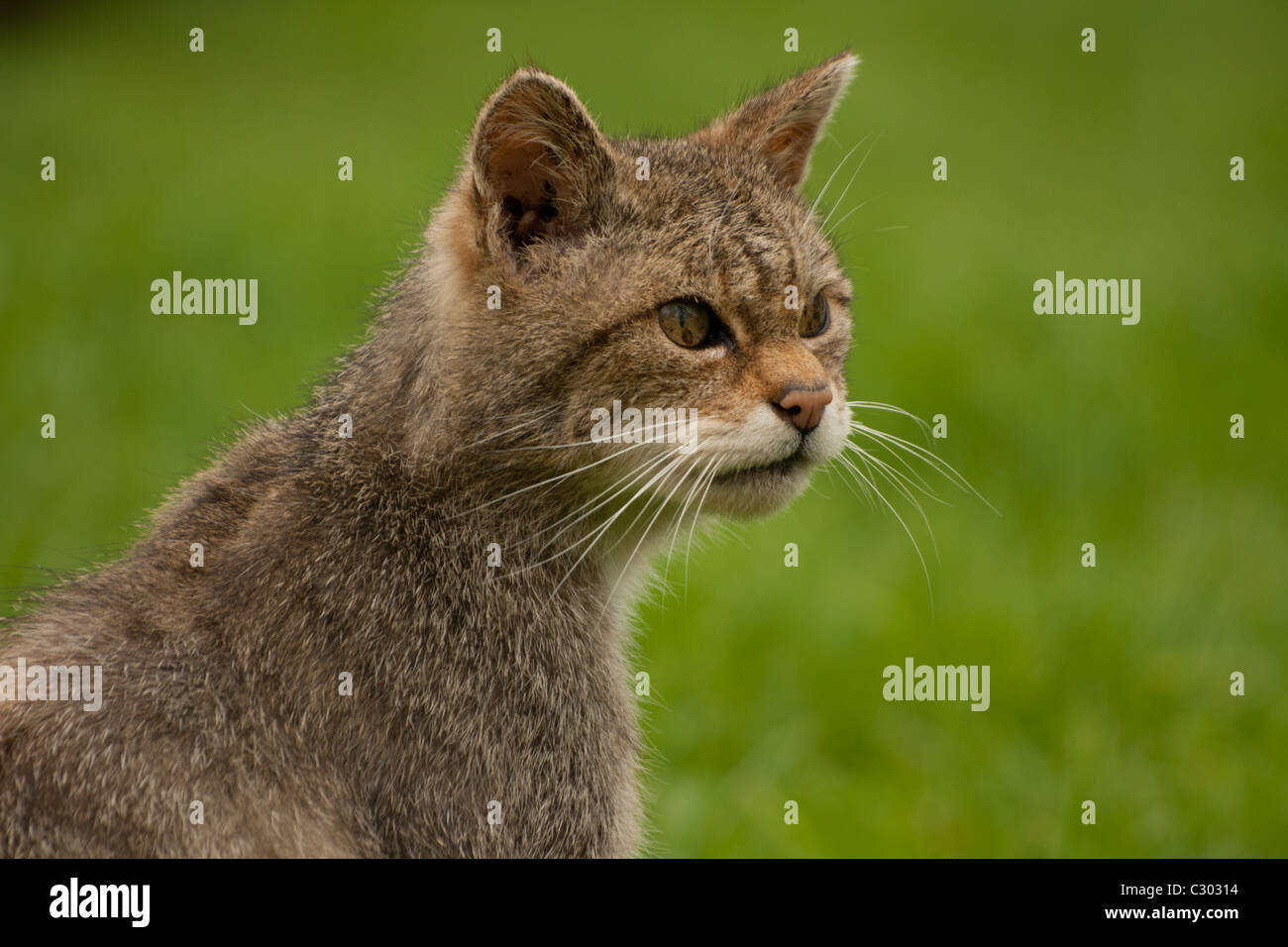 British wild cat hi-res stock photography and images - Alamy
