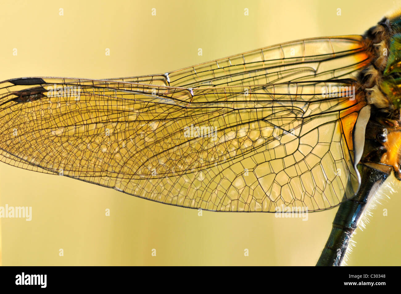 Detail of veins wings dragonfly on yellow background Stock Photo - Alamy