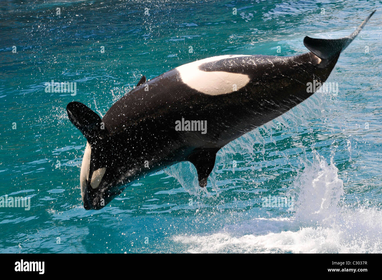 Orcinus orca jumping hi-res stock photography and images - Alamy