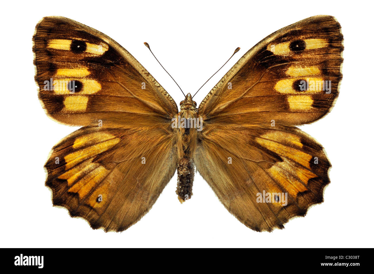 Macro of Grayling butterfly (Hipparchia semele) isolated on white ...