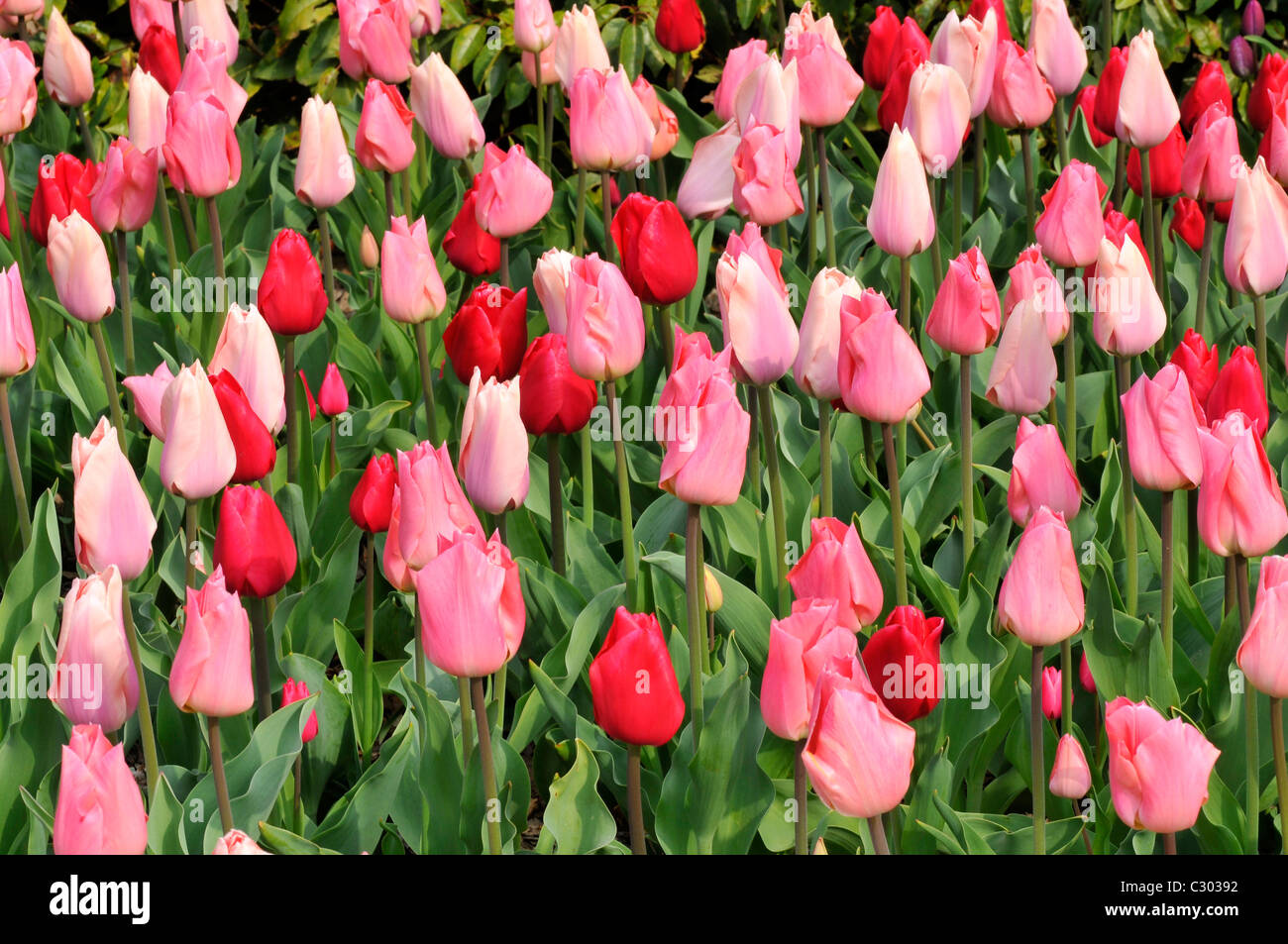 Cultivated of red and pink tulips Stock Photo - Alamy
