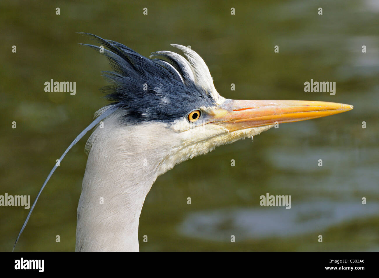 Grey Heron (Ardea cinerea) showing crest. Wild, but living in the ...