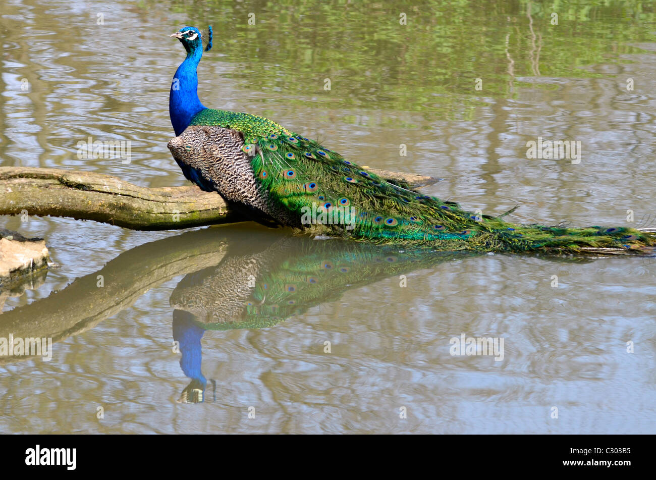Indian peafowl pavo cristatus in hi-res stock photography and images ...