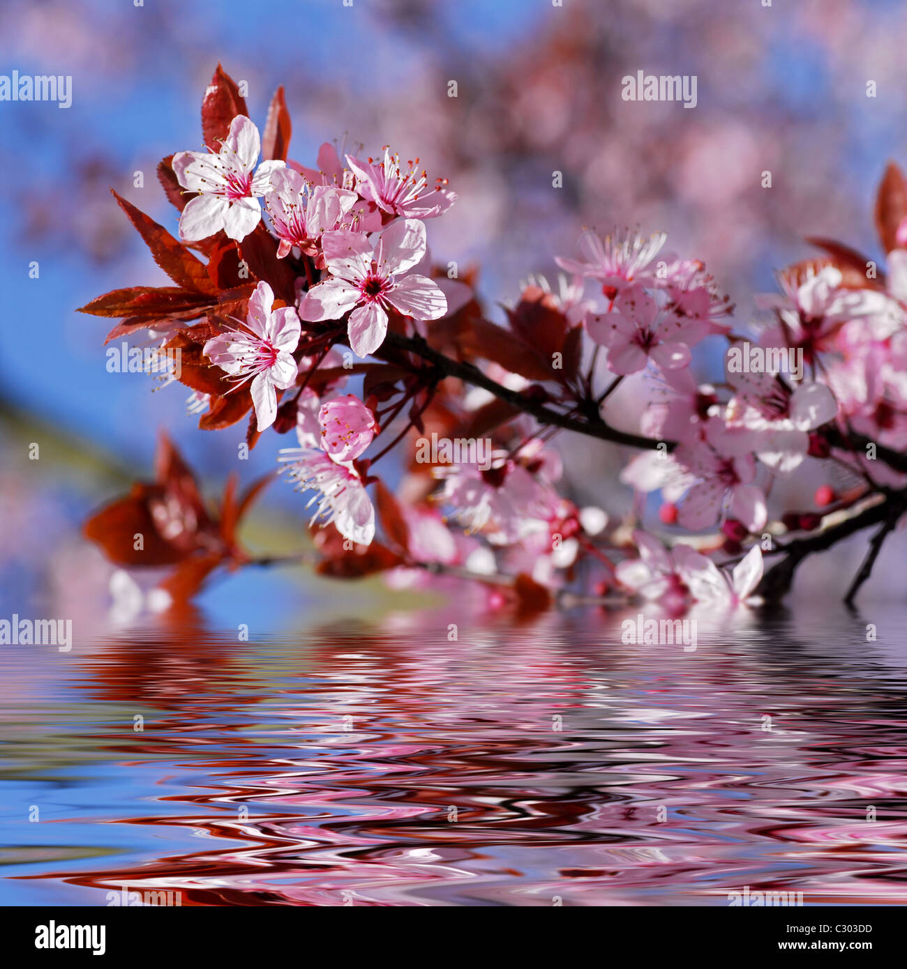 Cherry blossoms reflection water hi-res stock photography and images ...
