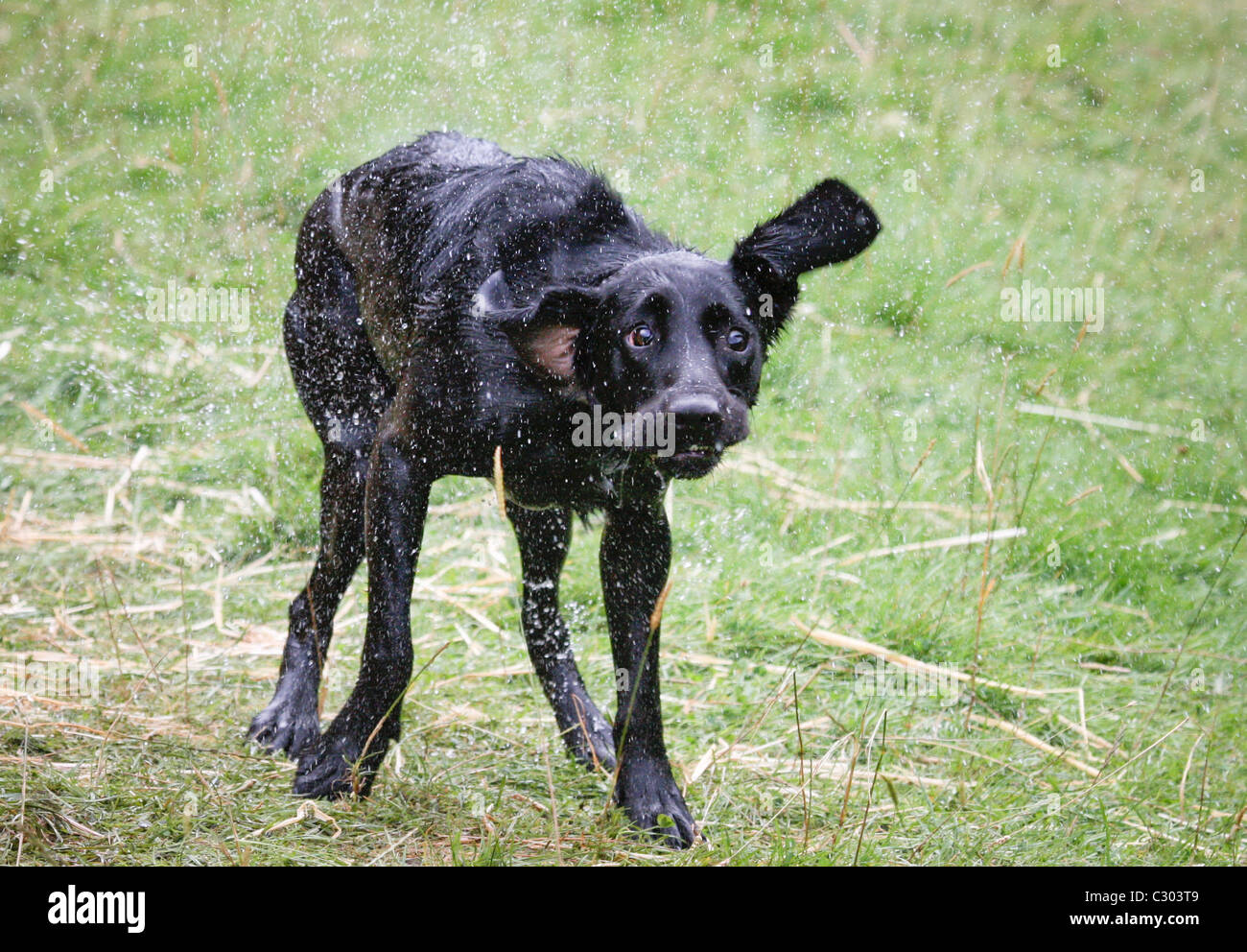 Shaking ears hi-res stock photography and images - Alamy