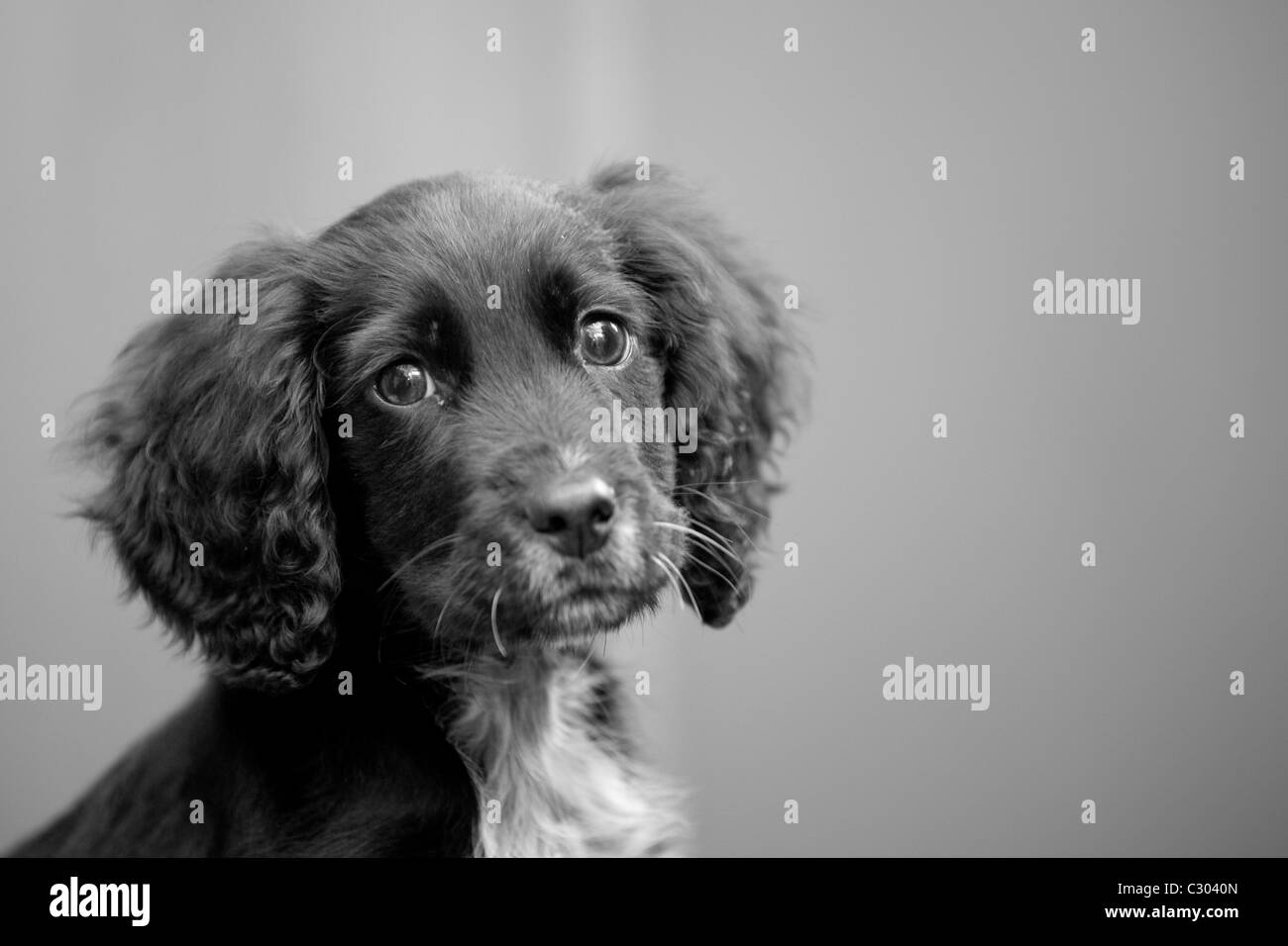 Cocker spaniel puppy Black and White Stock Photos & Images - Alamy