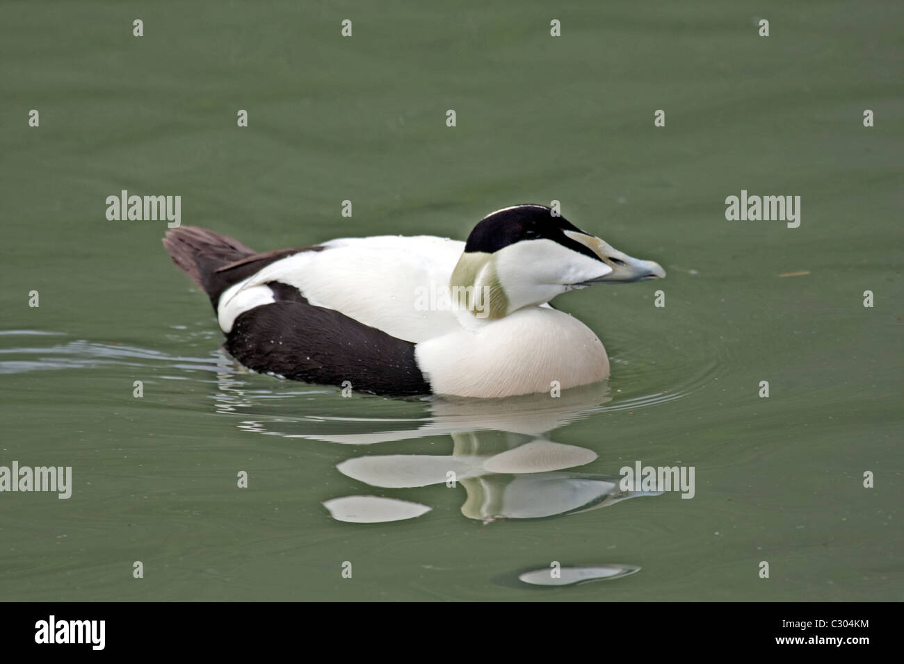 Male Eider Duck Stock Photo - Alamy
