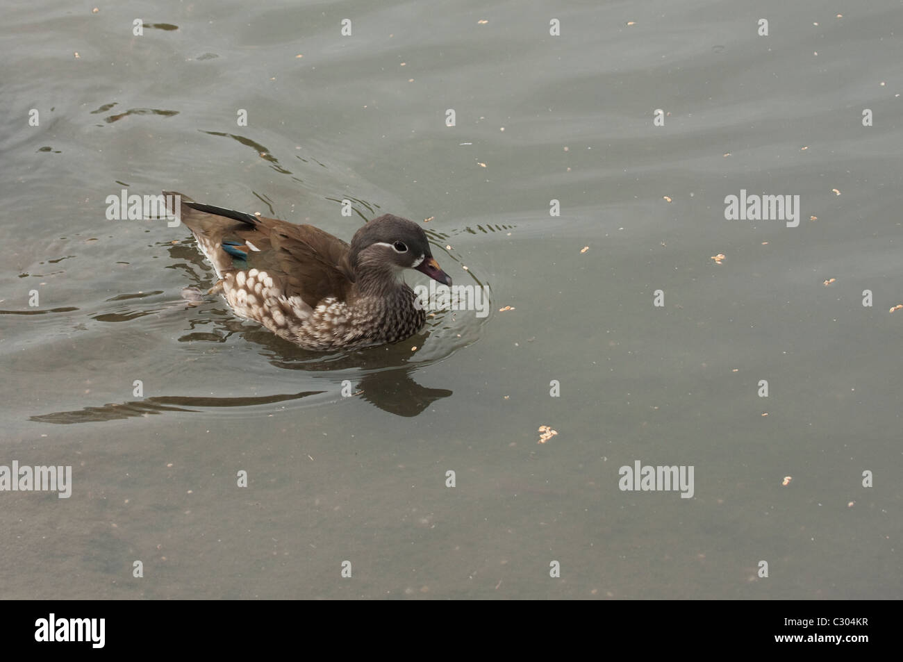 Female mandarin duck hi-res stock photography and images - Alamy