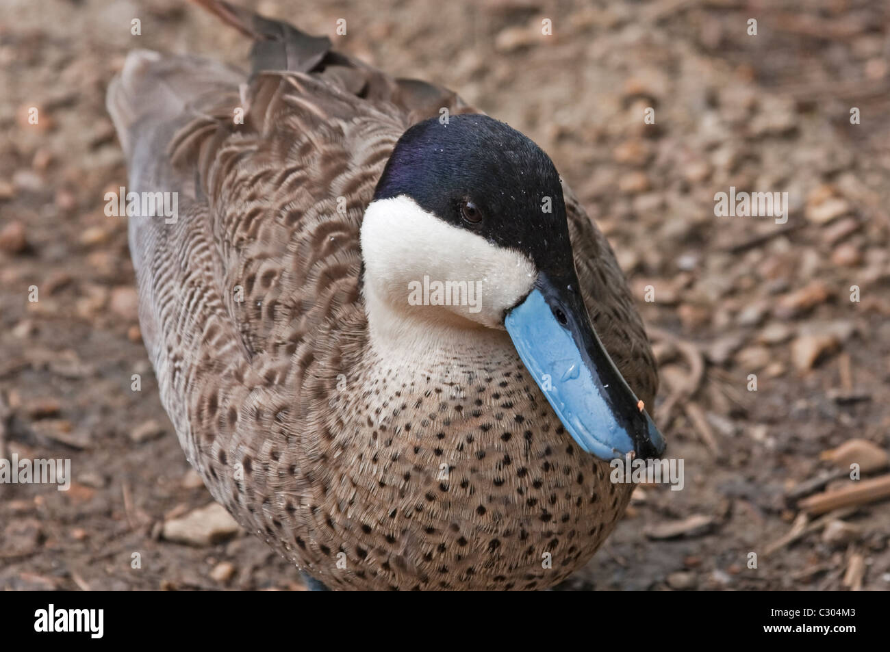 Black teals hi-res stock photography and images - Alamy