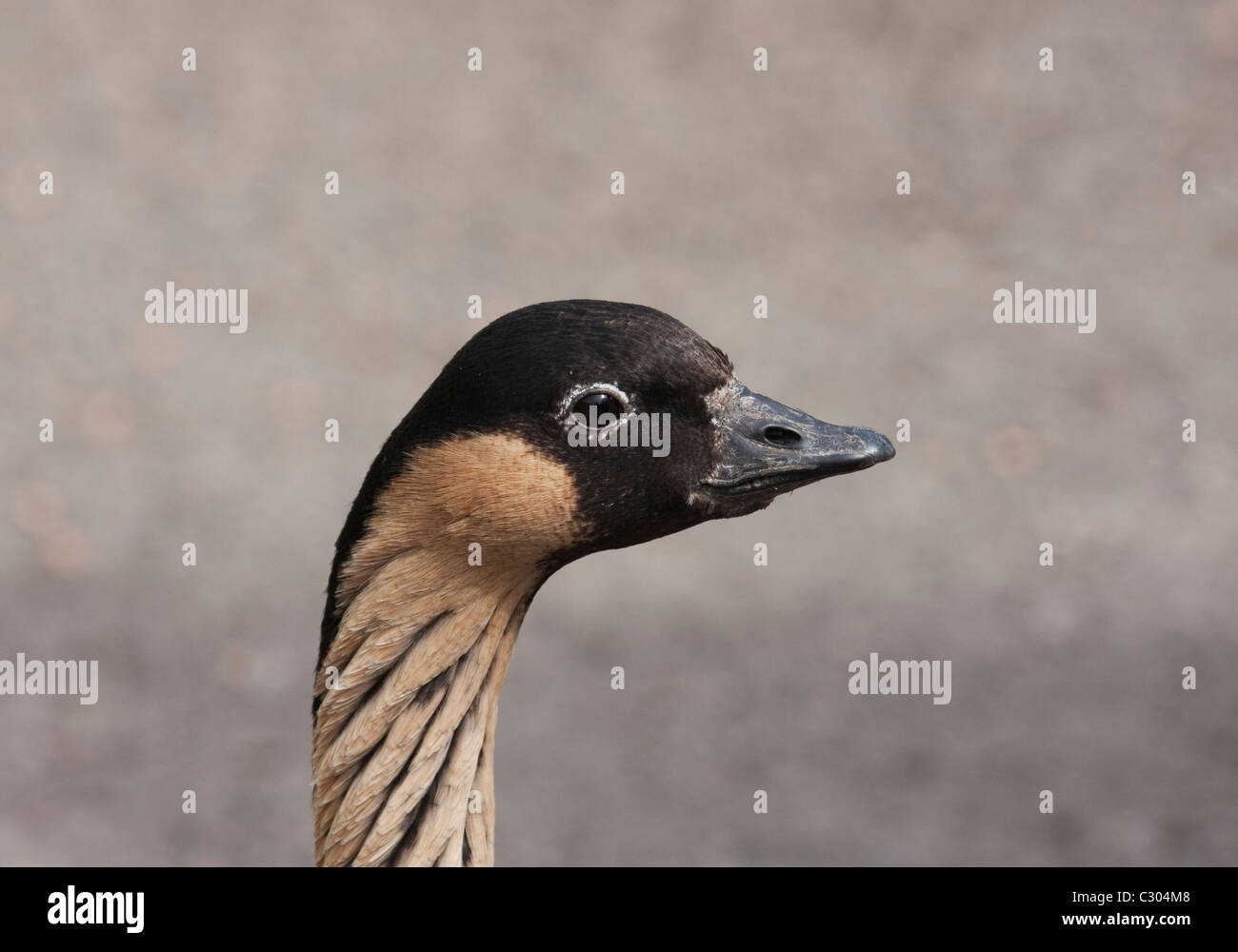 Hawaiian state bird hi-res stock photography and images - Alamy