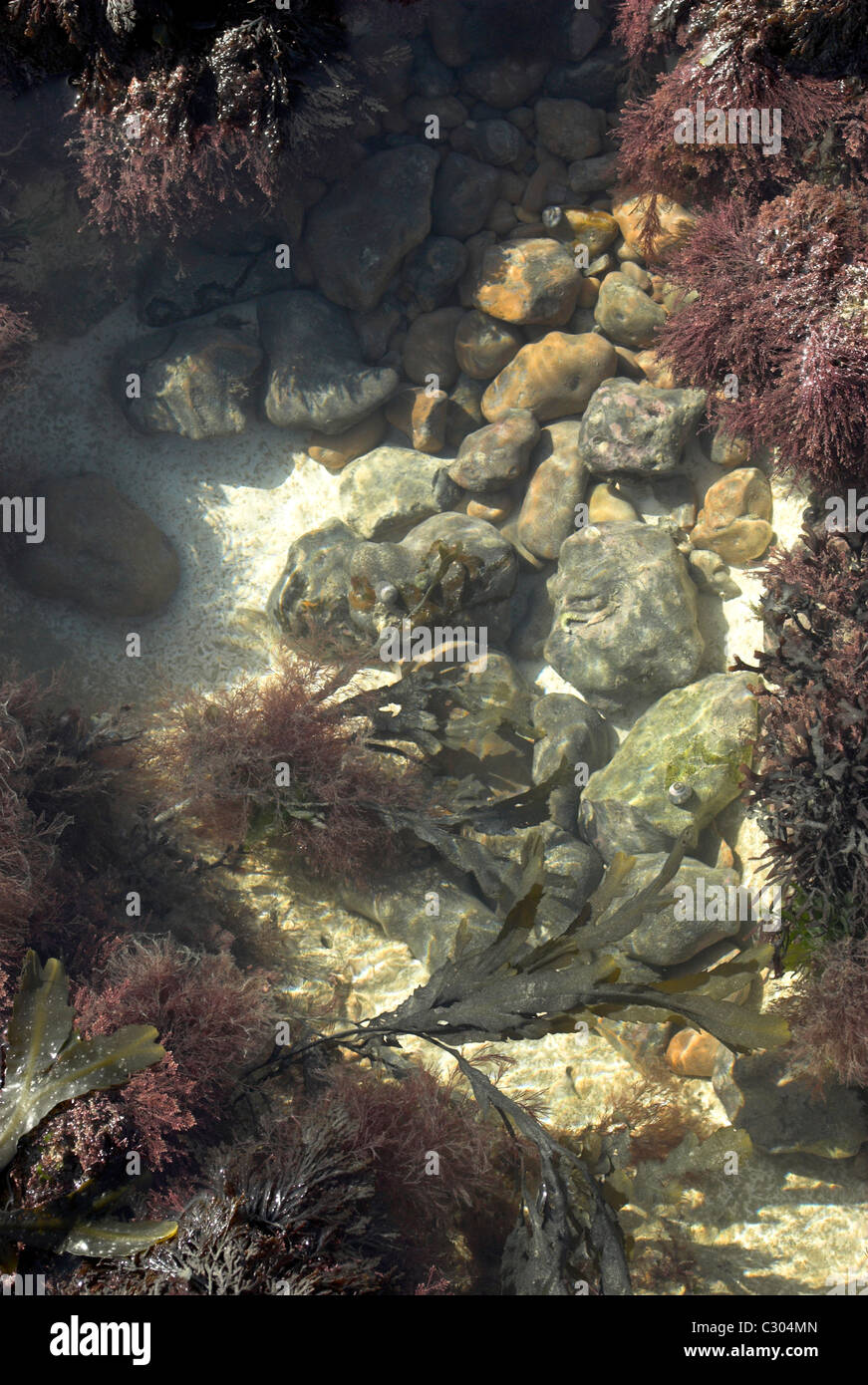 Rock pool investigation hi-res stock photography and images - Alamy