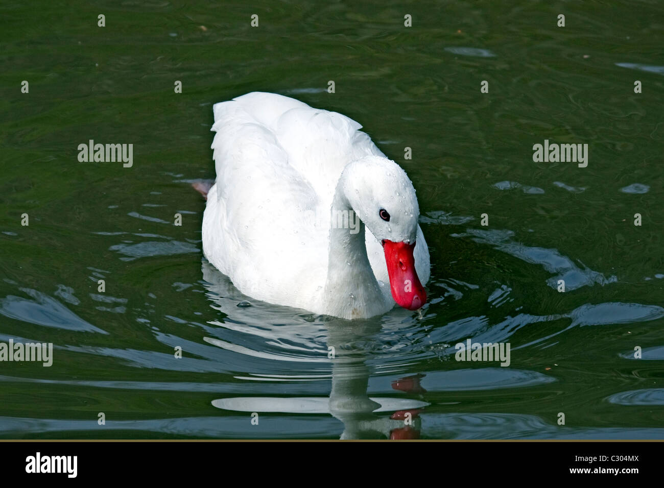 Swans legs hi-res stock photography and images - Alamy