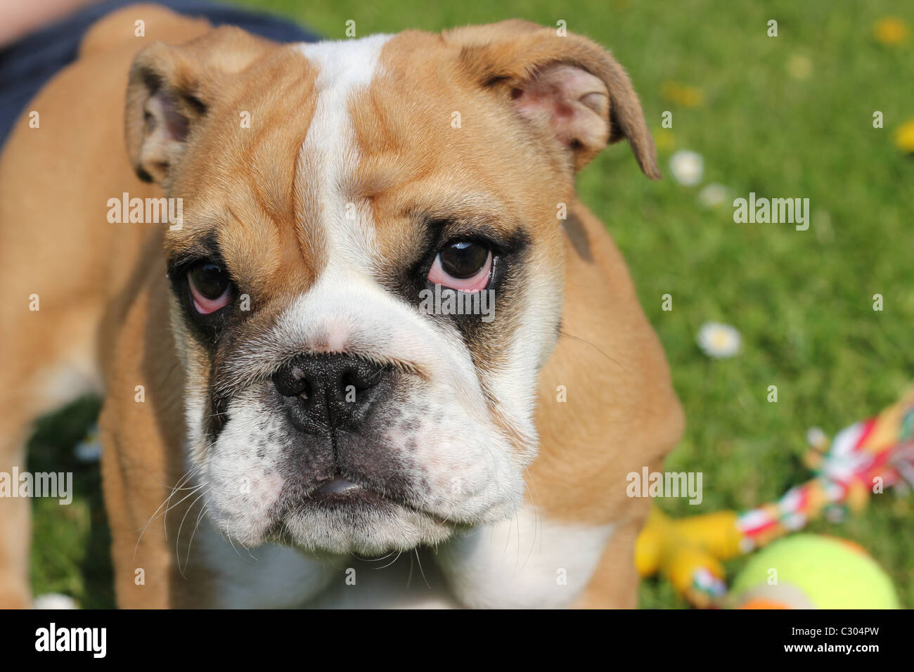 Bulldog Staring Close Up Stock Photo - Alamy
