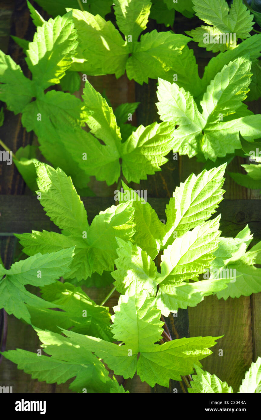 Golden Hop growing up a trellis Stock Photo - Alamy