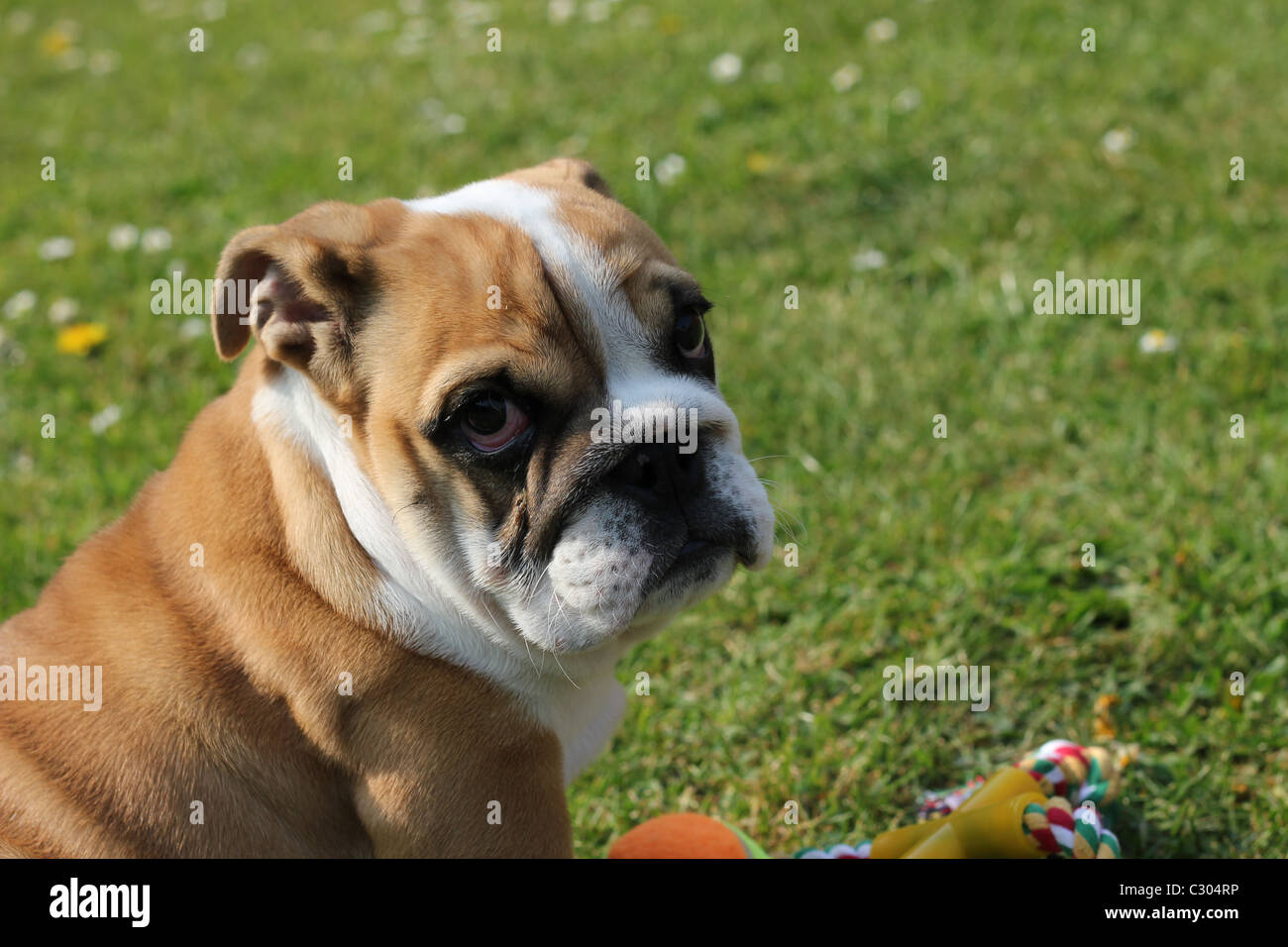 Grumpy dog hi-res stock photography and images - Alamy