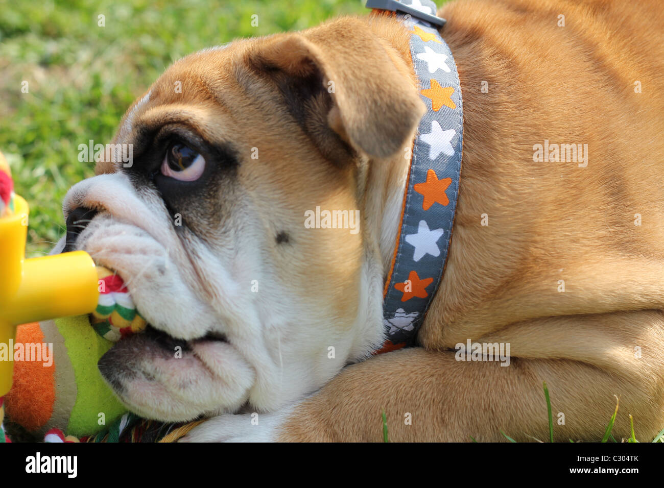 Biting toy hi-res stock photography and images - Alamy
