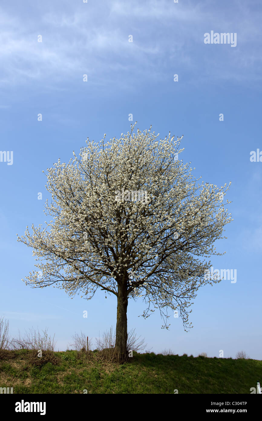 Blooming tree in spring Stock Photo - Alamy