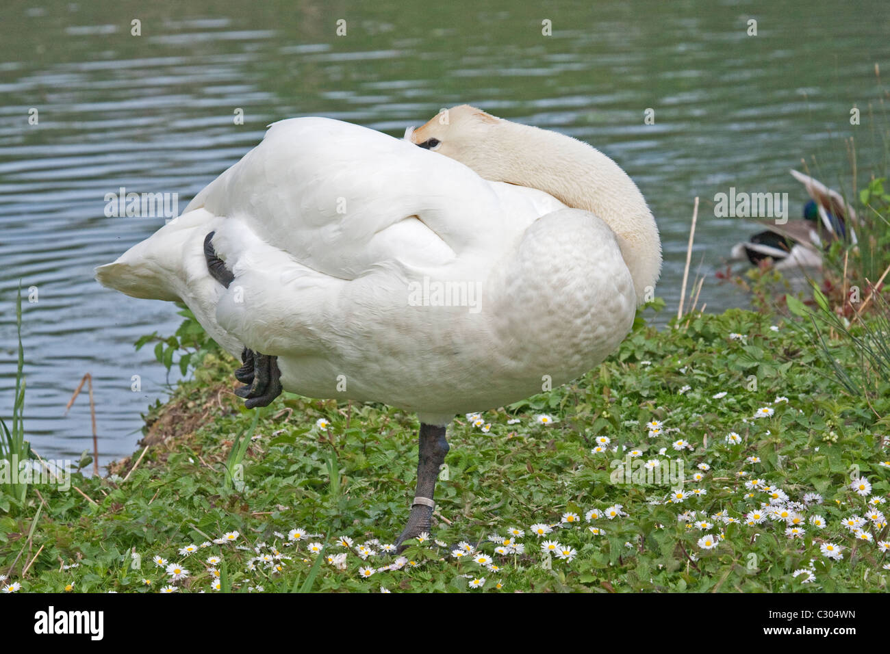 Largest swan hi-res stock photography and images - Alamy