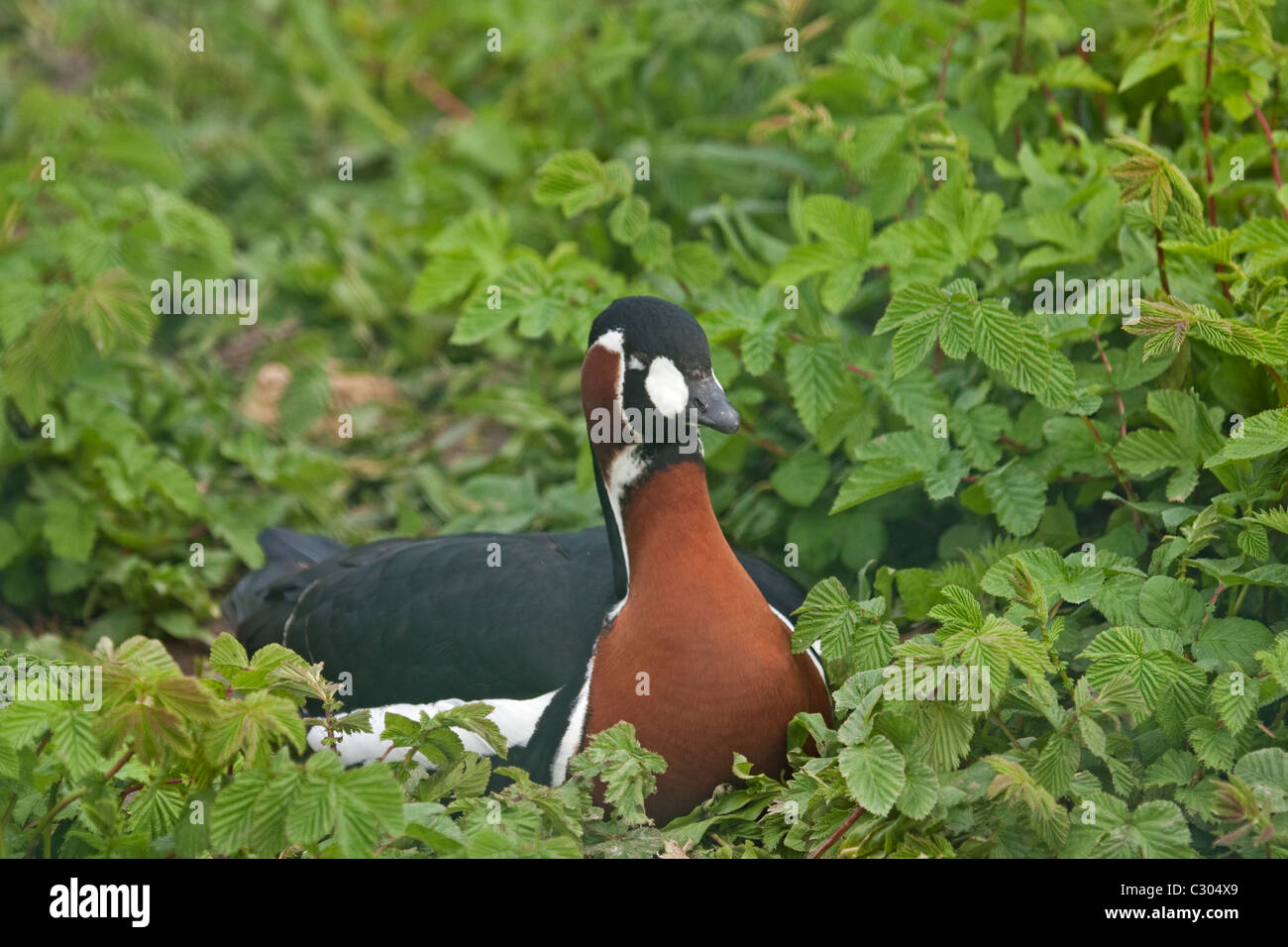 Red breasted goose geese hi-res stock photography and images - Alamy