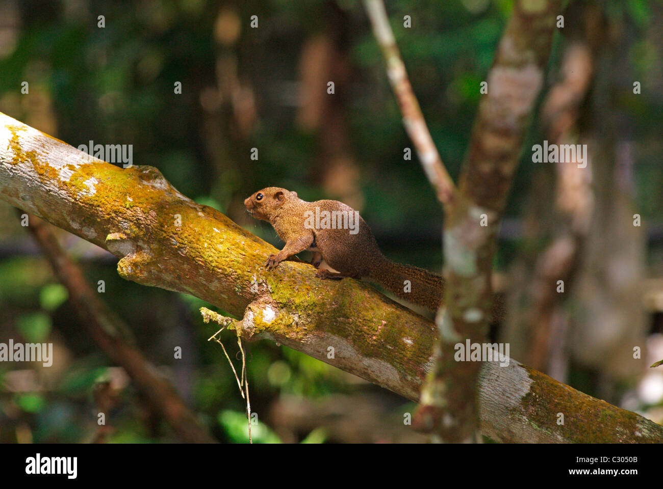 Rodent borneo hi-res stock photography and images - Alamy