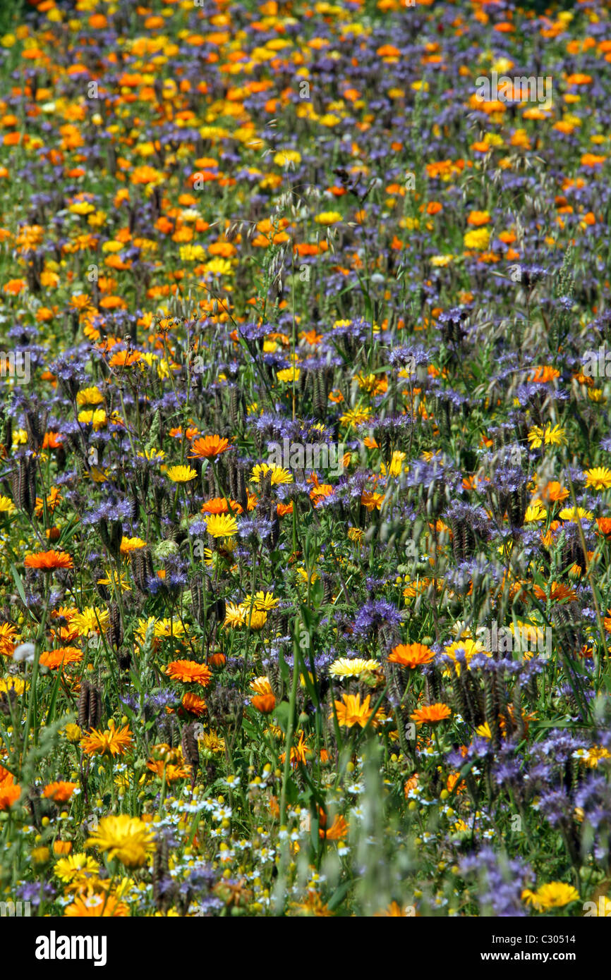 Bunte wiesen hi-res stock photography and images - Alamy