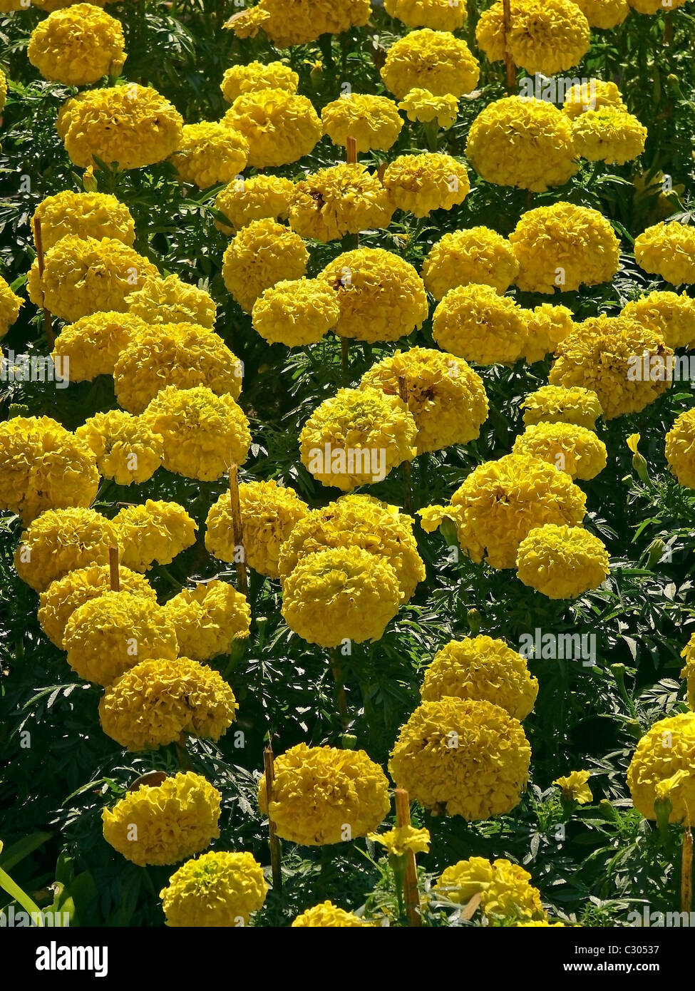 Yellow Marigold flowers, Calendula officinalis Linn, Family: N.O ...